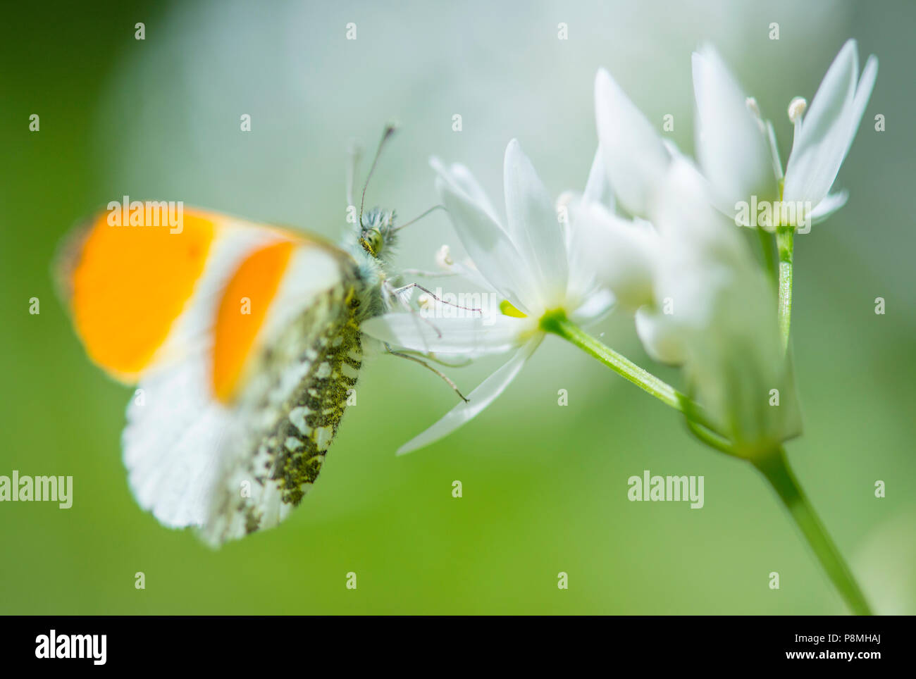 Orange tip butterflies hi-res stock photography and images - Alamy