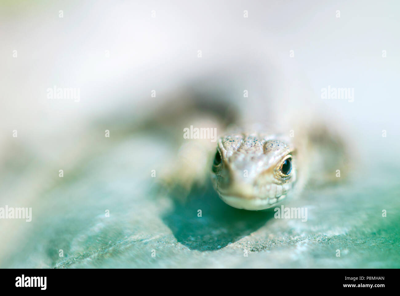 Lizards of germany hi-res stock photography and images - Alamy