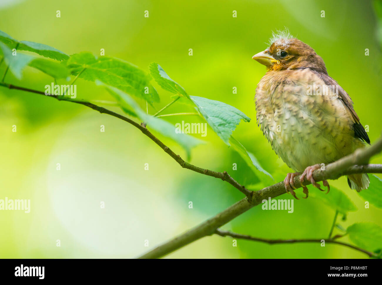 Juvenile linnet hi-res stock photography and images - Alamy