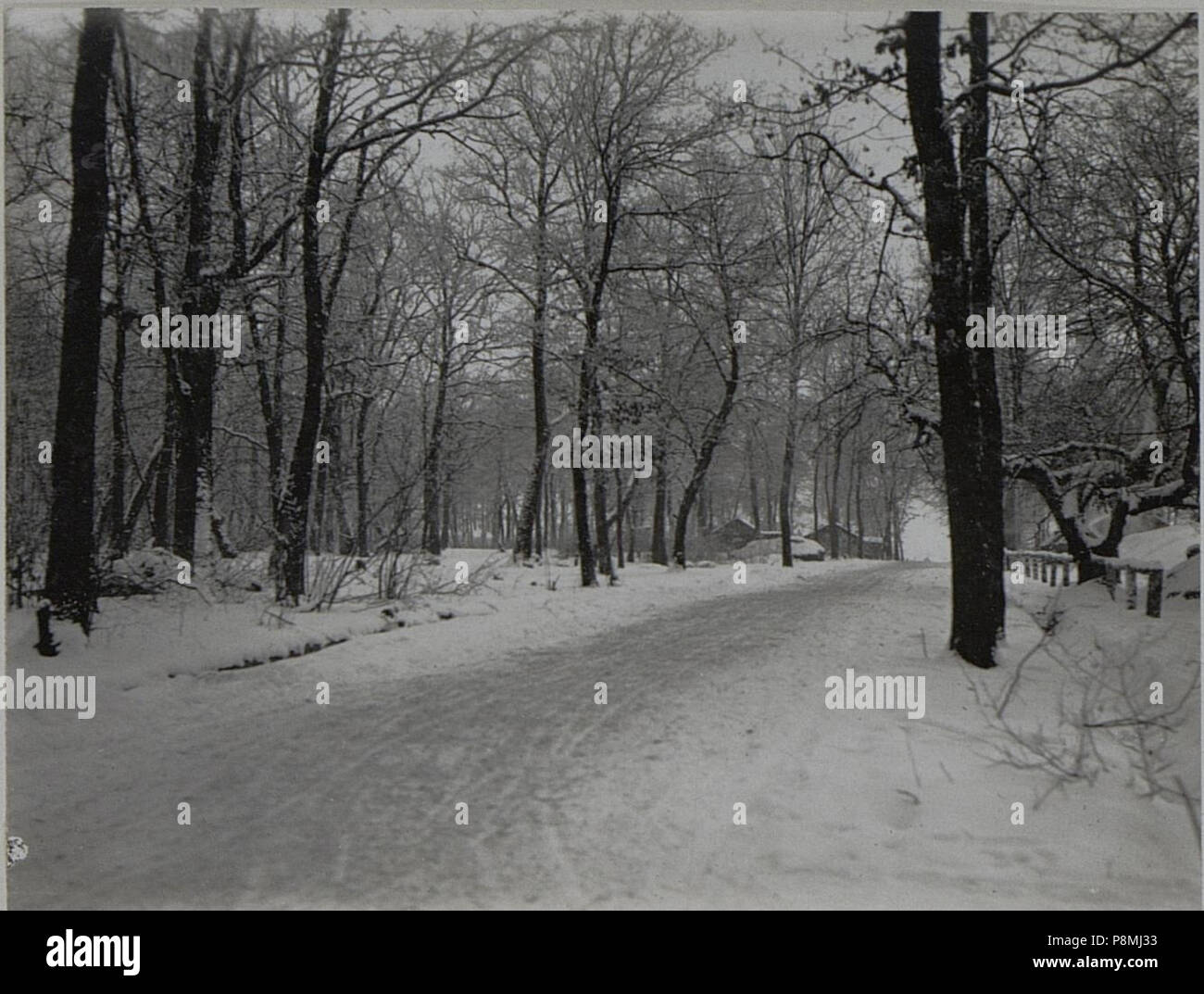 Der abschnitt wald hi-res stock photography and images - Alamy