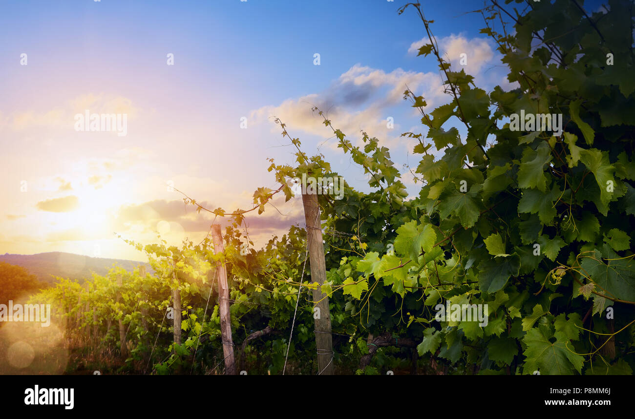 Sunrise over grape Vineyard; summer winery region morning landscape ...