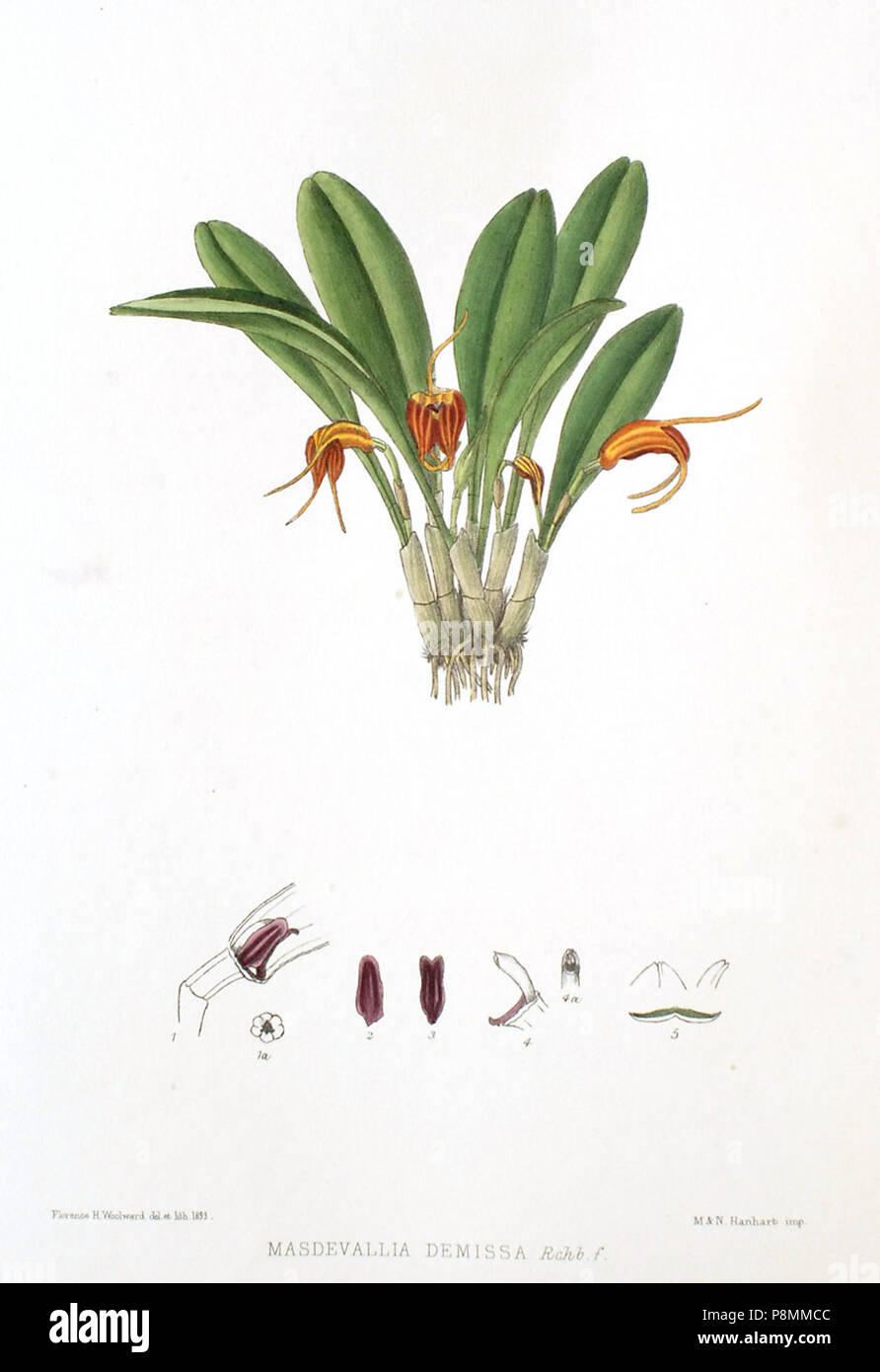 Woolward hi-res stock photography and images - Alamy