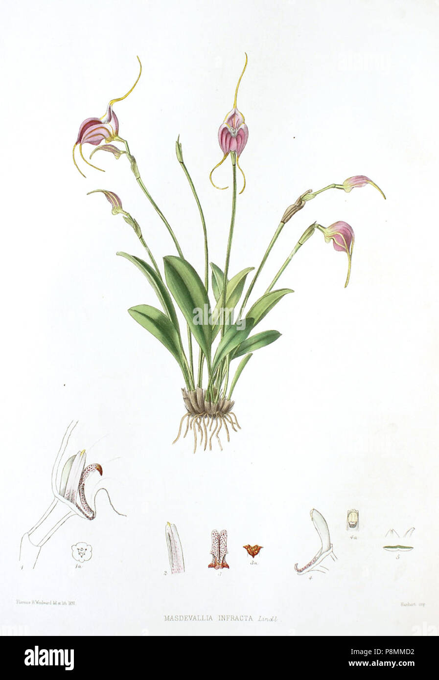 . 586 Woolward - The Genus Masdevallia - Masdevallia infracta Stock ...