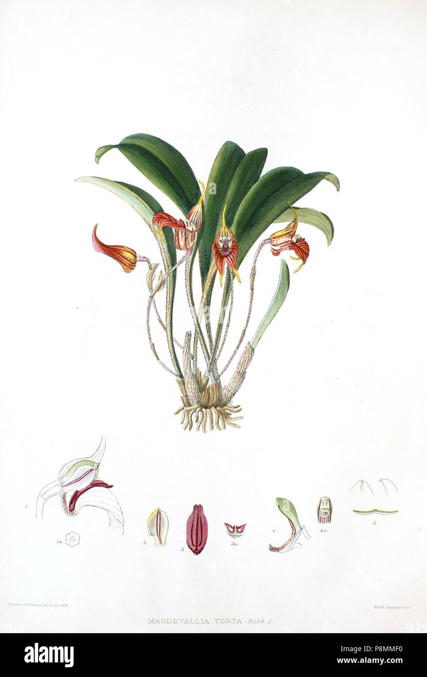 Masdevallia torta hi-res stock photography and images - Alamy