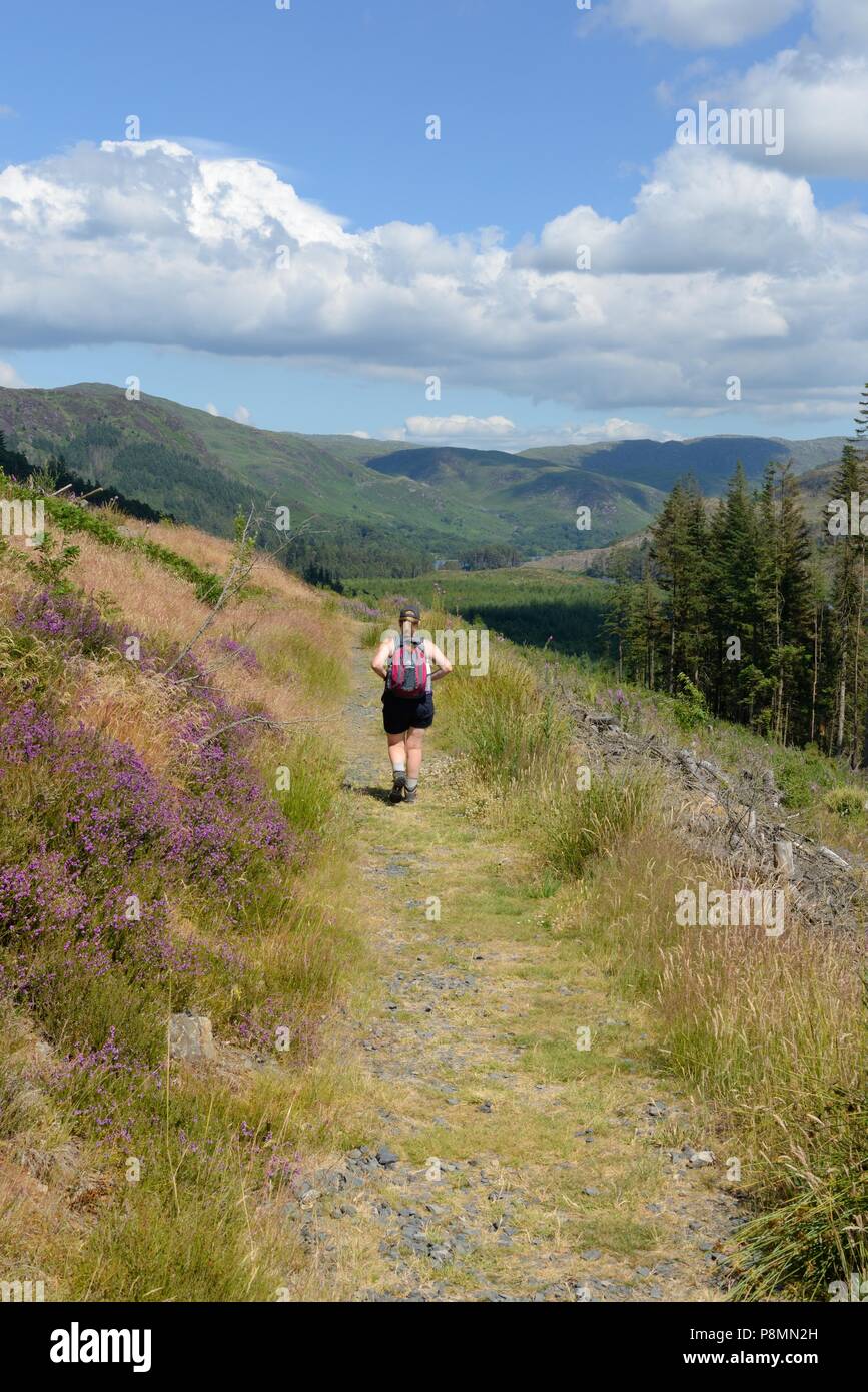 A woman walking in the Galloway Forest Park, Dumfries and Galloway ...