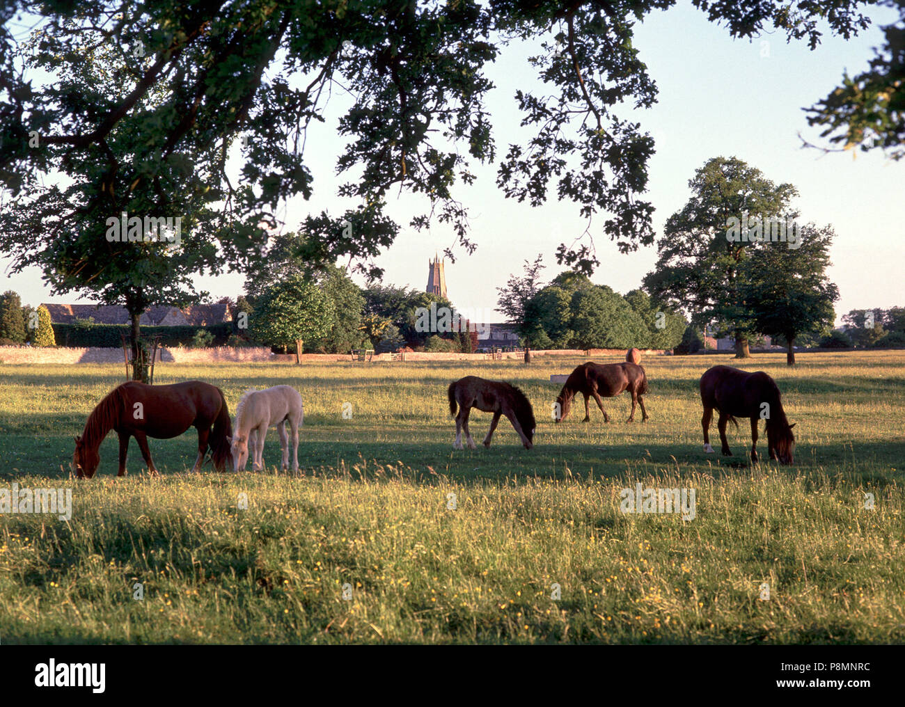Minchinhampton common hi-res stock photography and images - Alamy