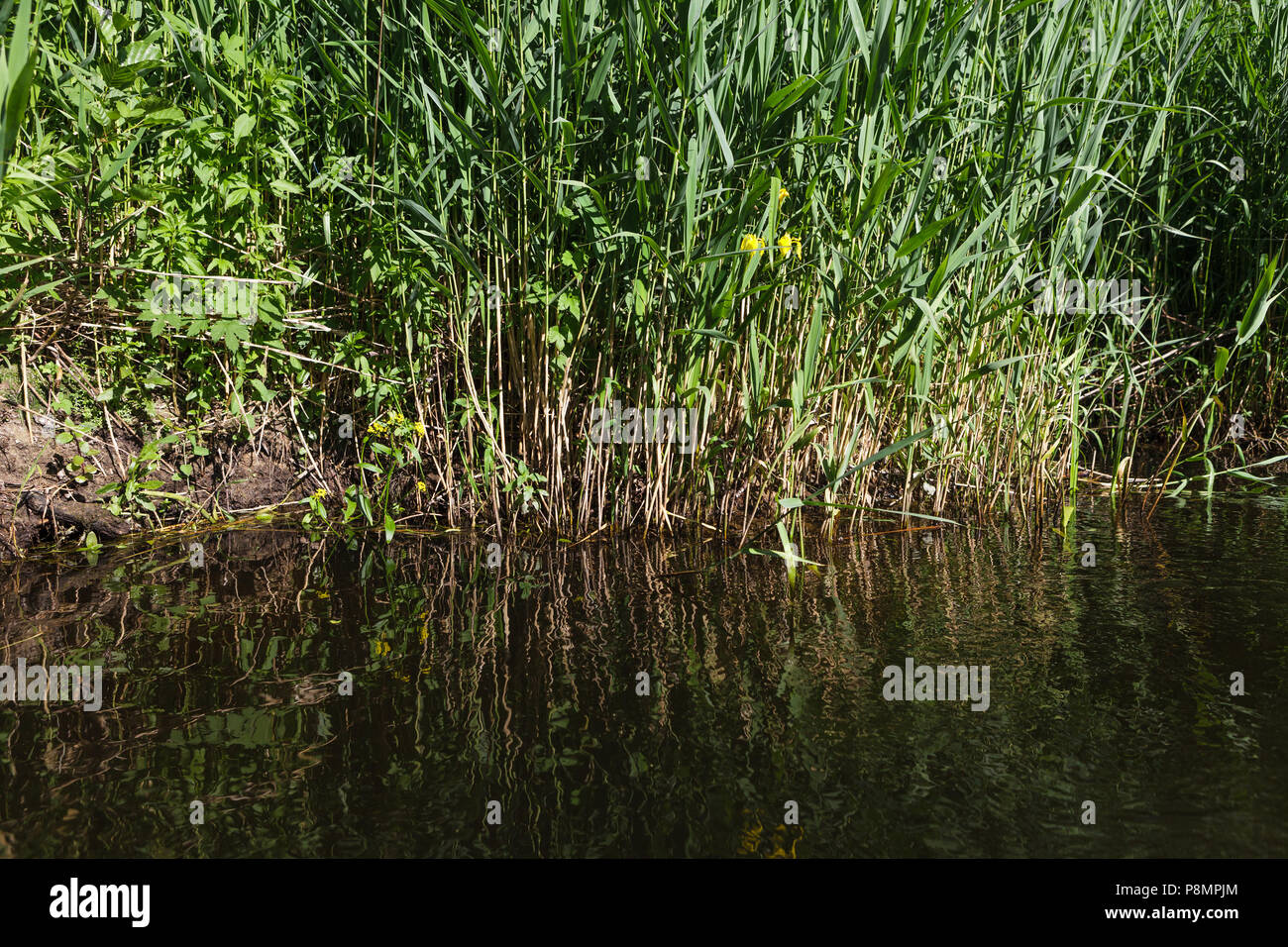 Rushes on the river bank Stock Photo - Alamy