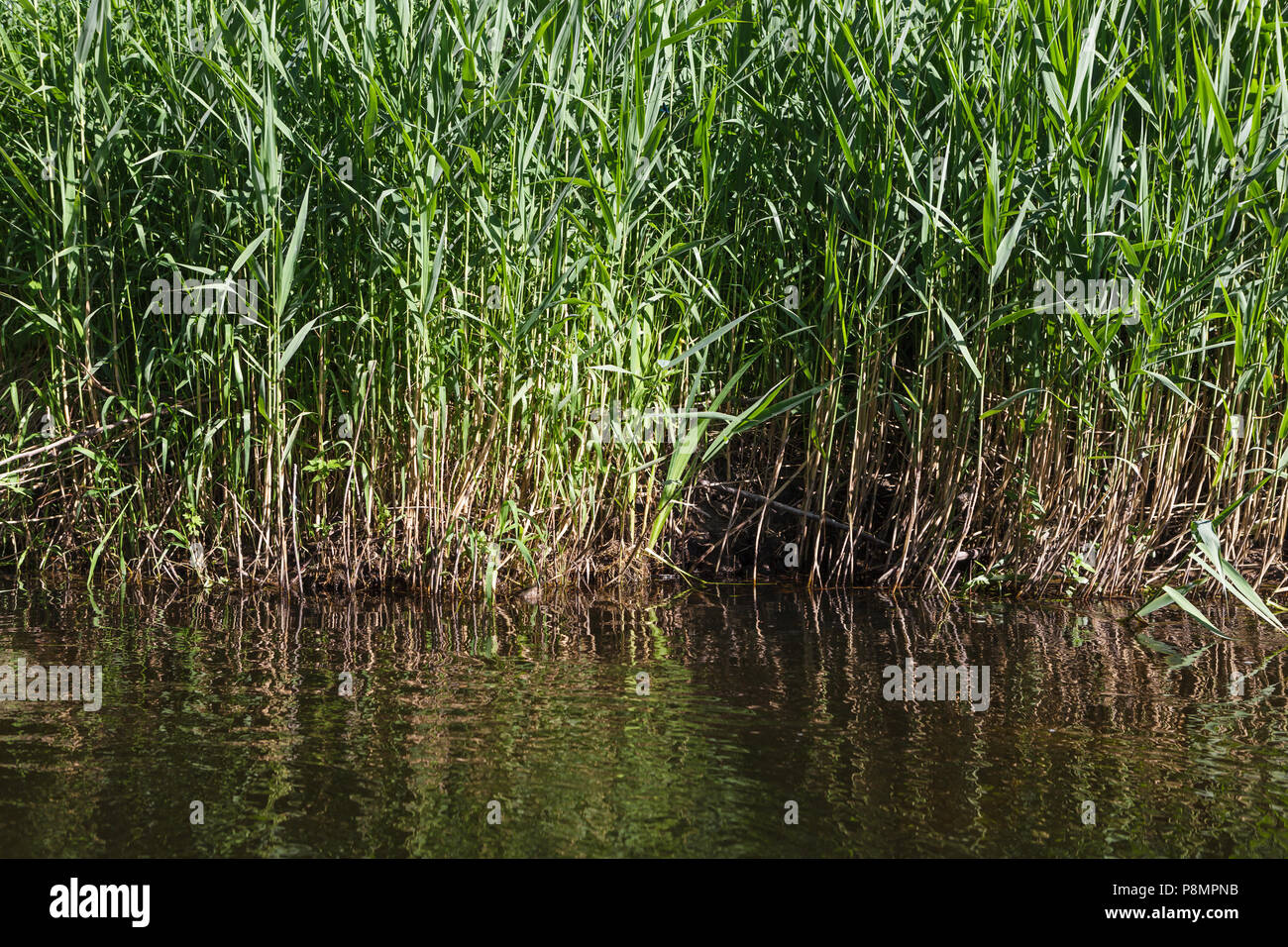 Rushes on the river bank Stock Photo - Alamy