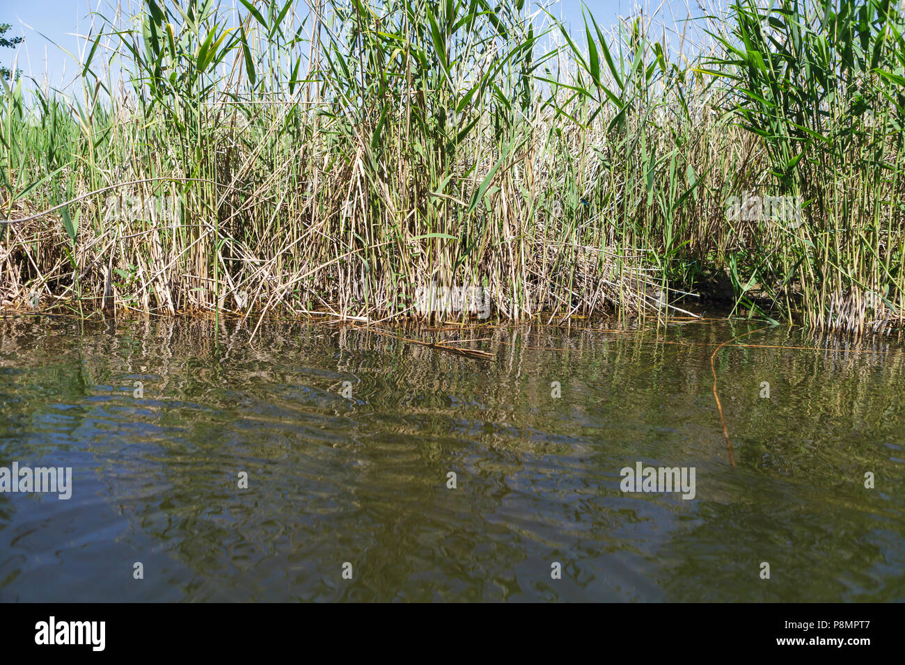 Rushes on the river bank Stock Photo - Alamy