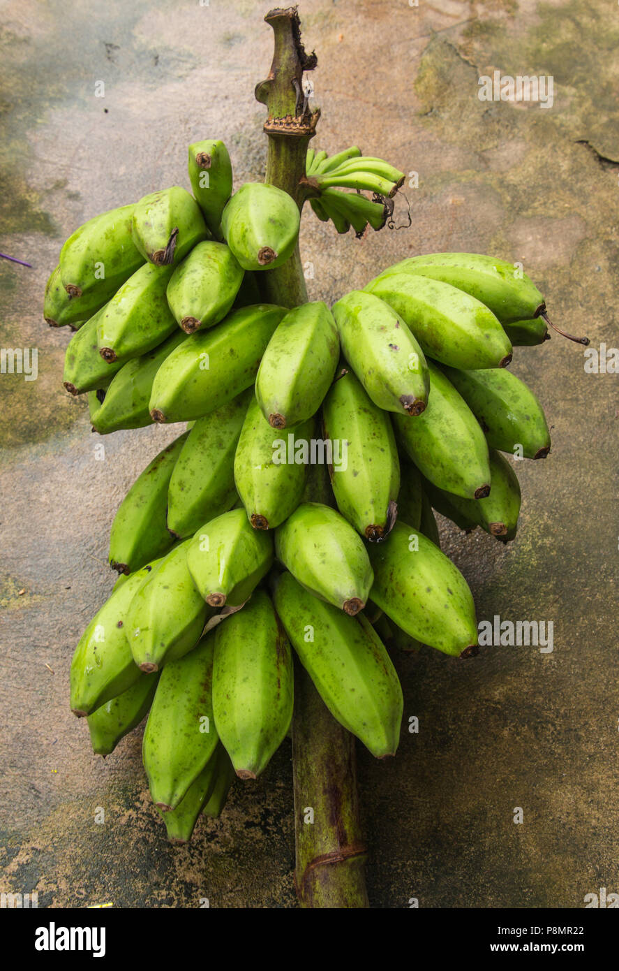 Fresh green bananas hi-res stock photography and images - Alamy