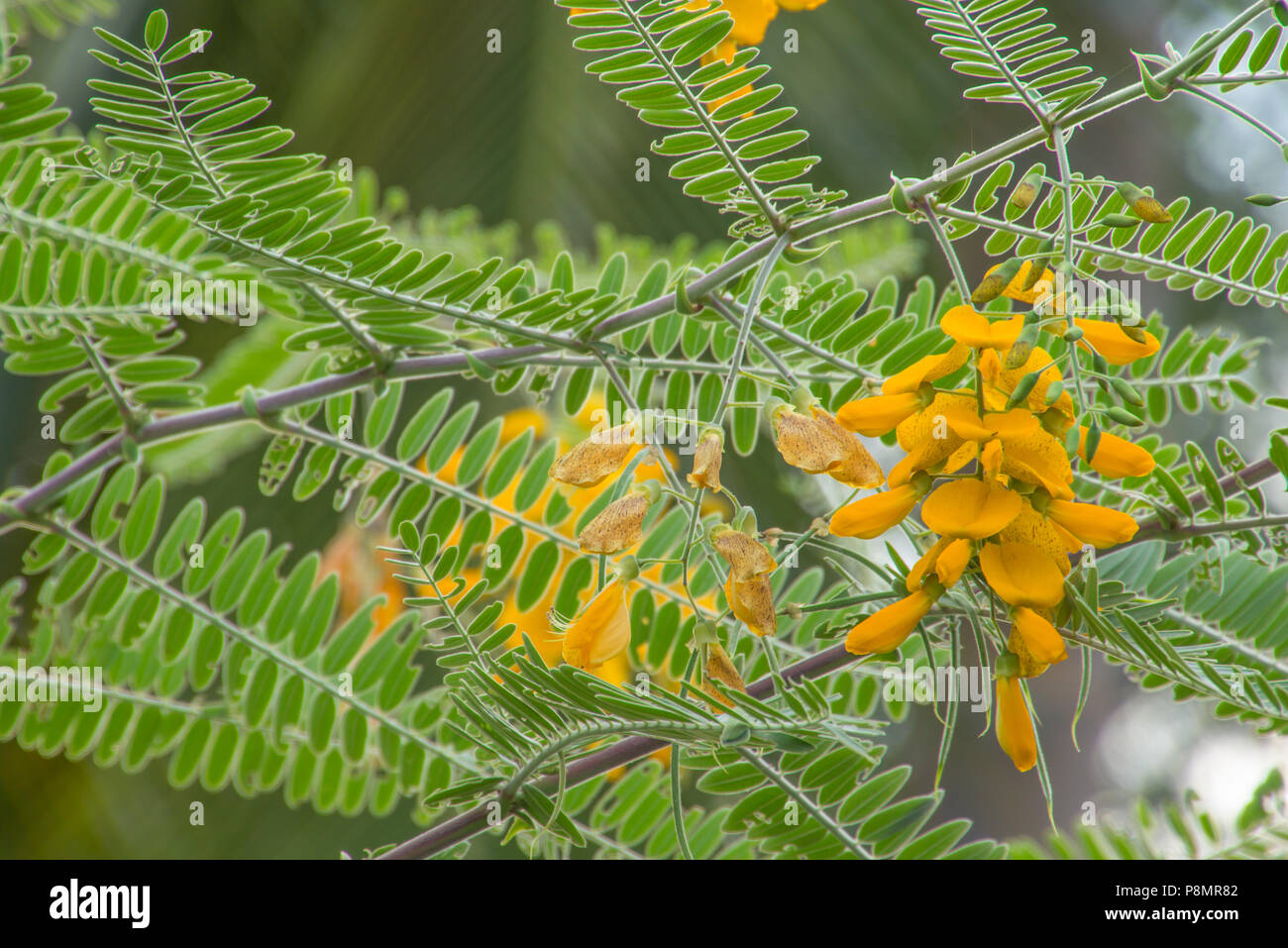 Fresh sesbania grandiflora hi-res stock photography and images - Alamy