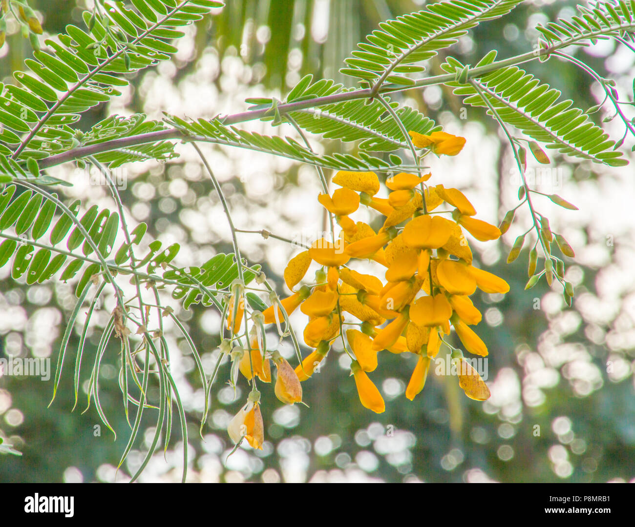 Sesbania grandiflora hi-res stock photography and images - Alamy