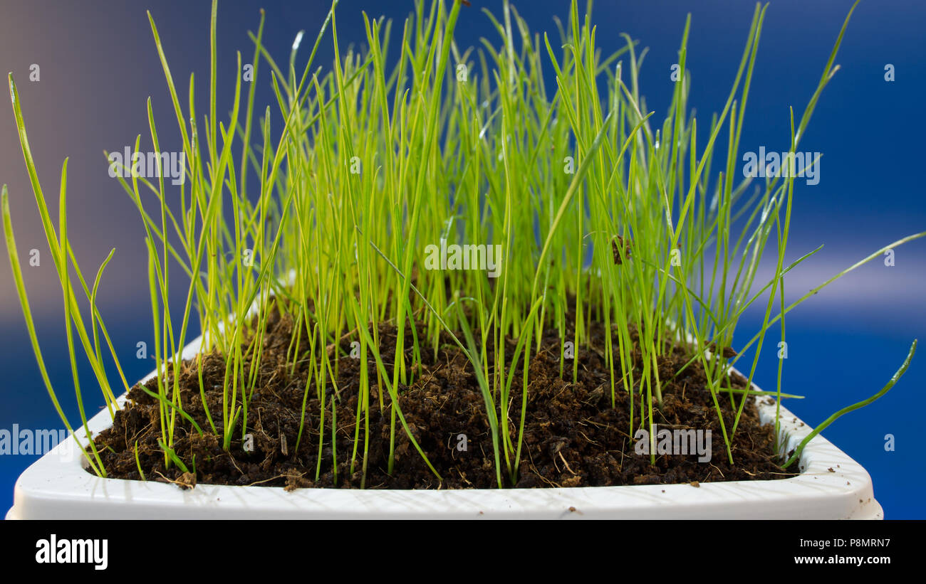 green grass in flower pod Stock Photo - Alamy