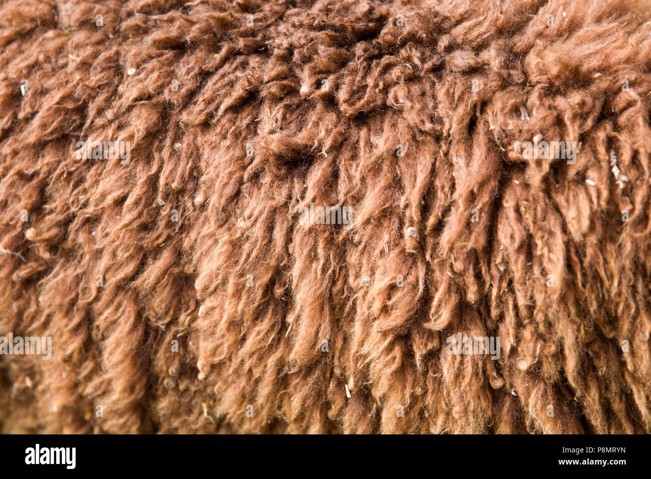 Closeup detail at peruvian alpaca wool on the market Stock Photo - Alamy