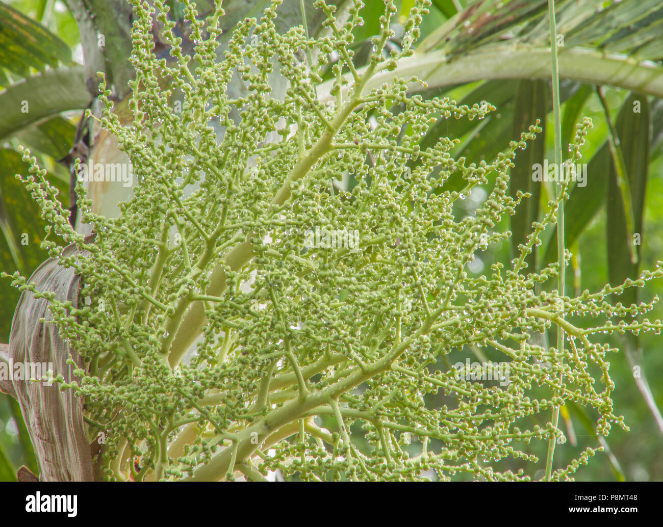 Baby Areca catechu Linn Stock Photo - Alamy