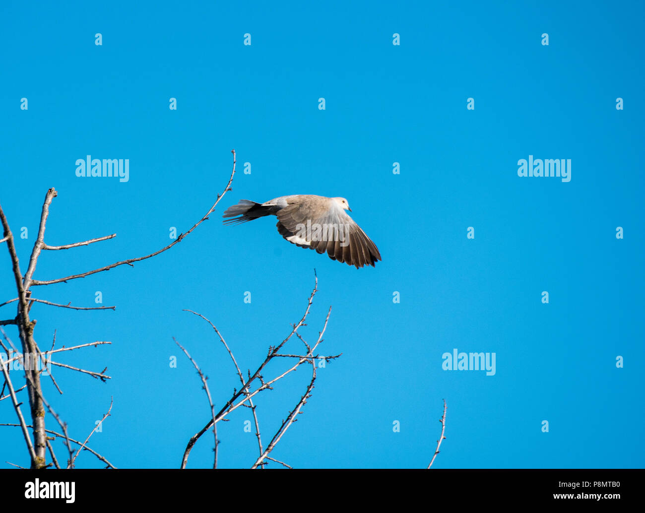 Mourning Dove Flight High Resolution Stock Photography and Images - Alamy