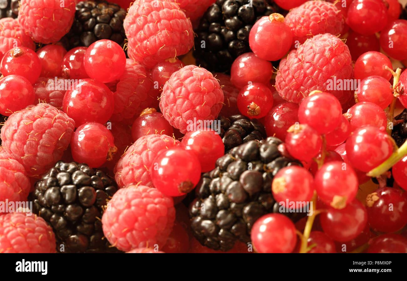 detail of a group of red berries Stock Photo - Alamy