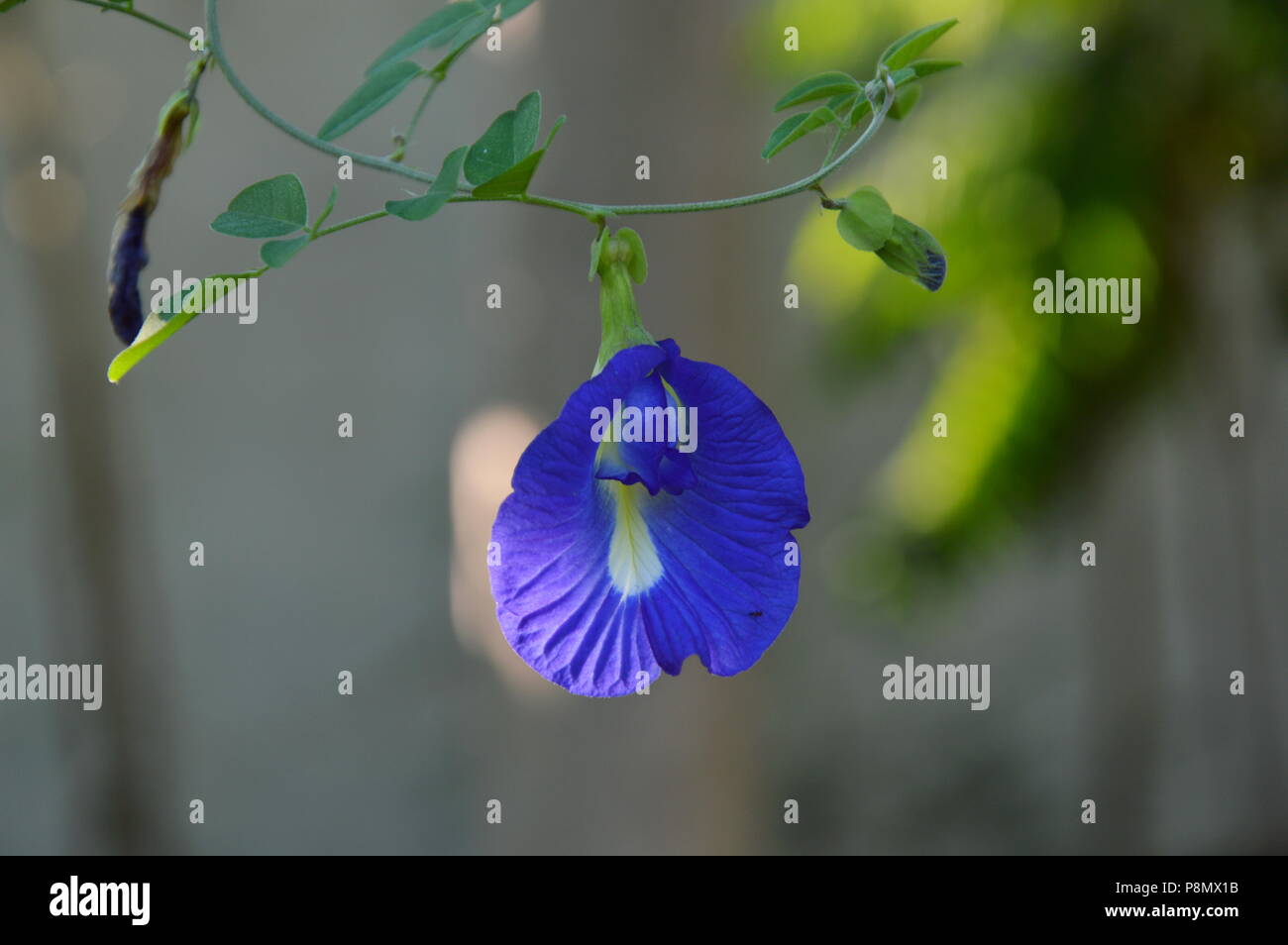 Butterfly pea on branch hi-res stock photography and images - Alamy
