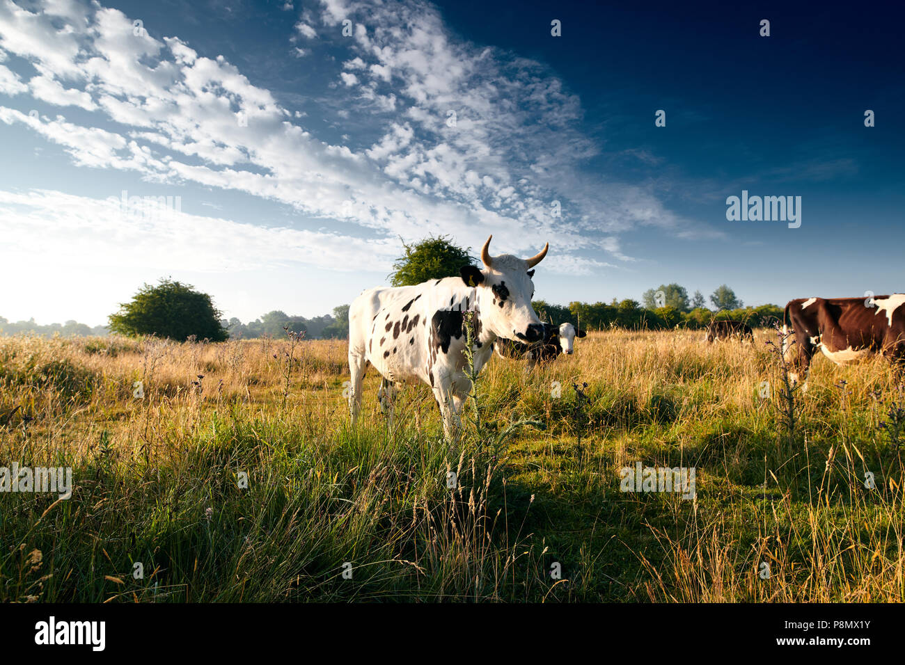 Friesian cow sun hi-res stock photography and images - Alamy