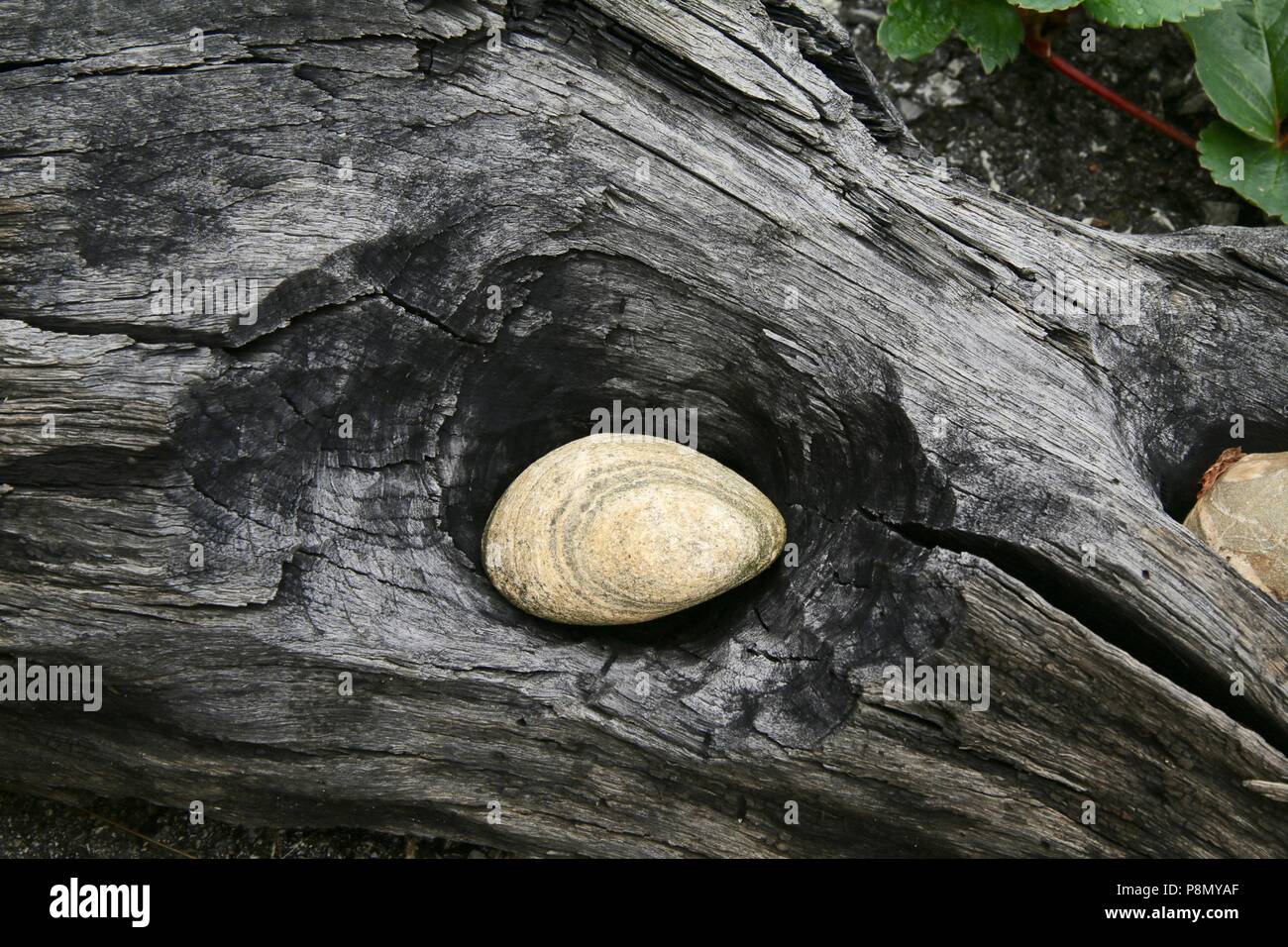 Light smooth river rock in a log Stock Photo - Alamy