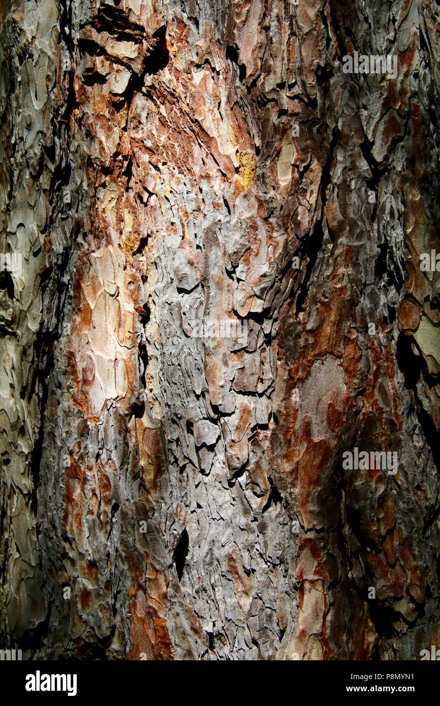 Peeling pine tree bark hi-res stock photography and images - Alamy