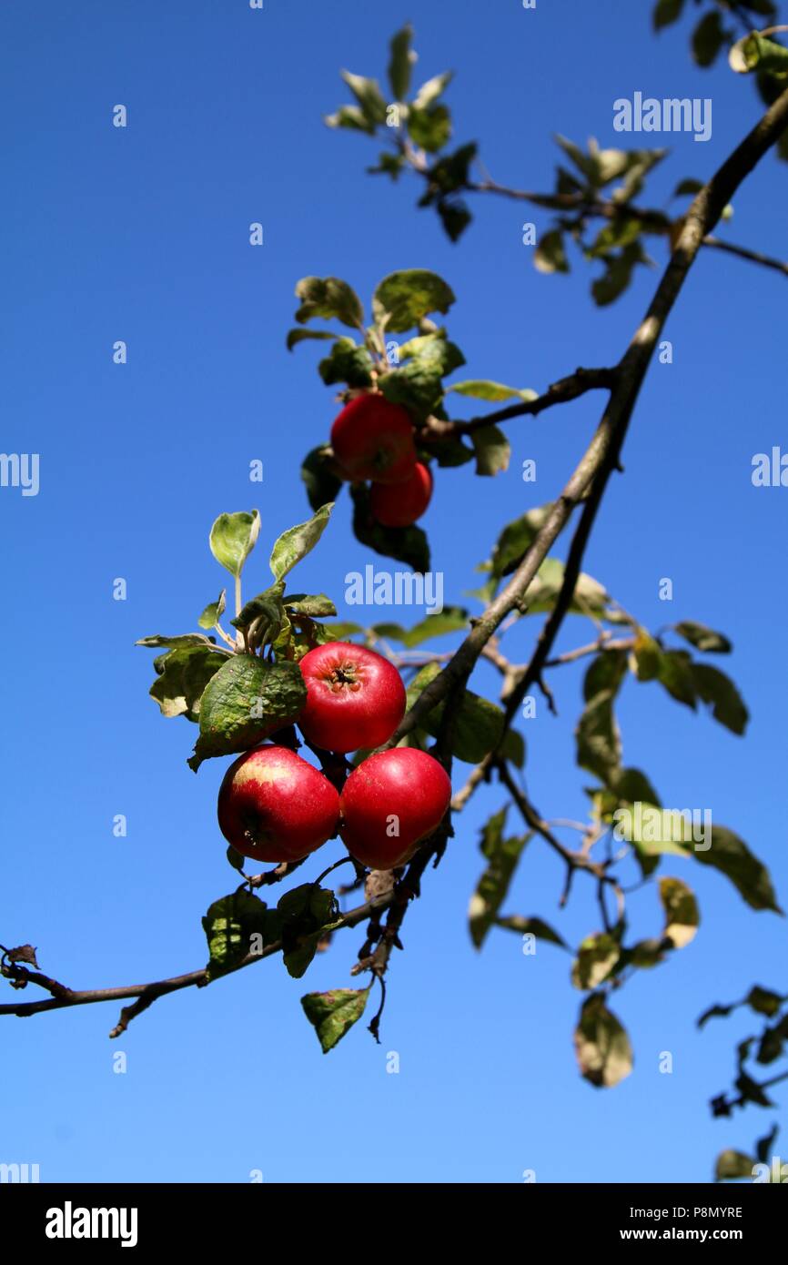Plants that grow under trees hi-res stock photography and images - Alamy