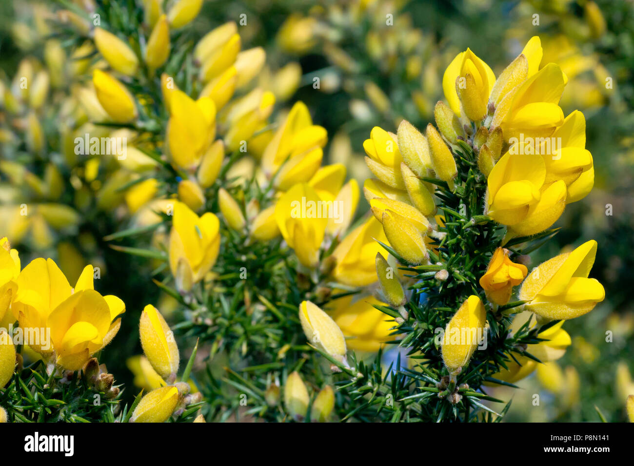 Gorse (ulex europaeus). also known as Furze, or Whin in Scotland, a ...