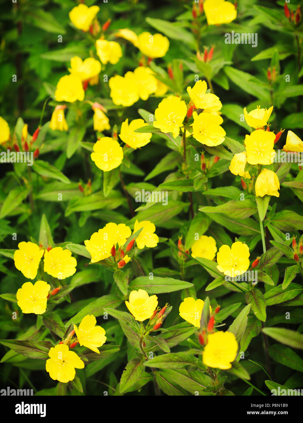 Yellow summer flowers. Flowers background Stock Photo - Alamy