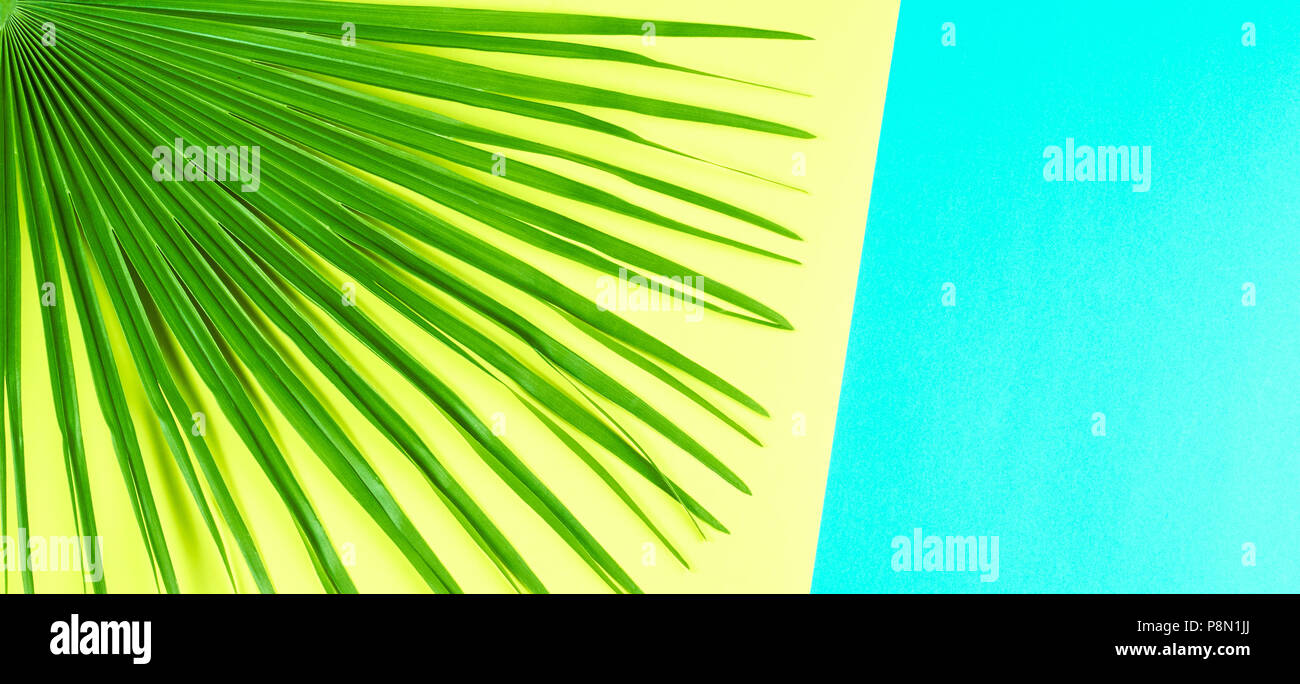 Tropical palm leaf with colorful banner background Stock Photo - Alamy