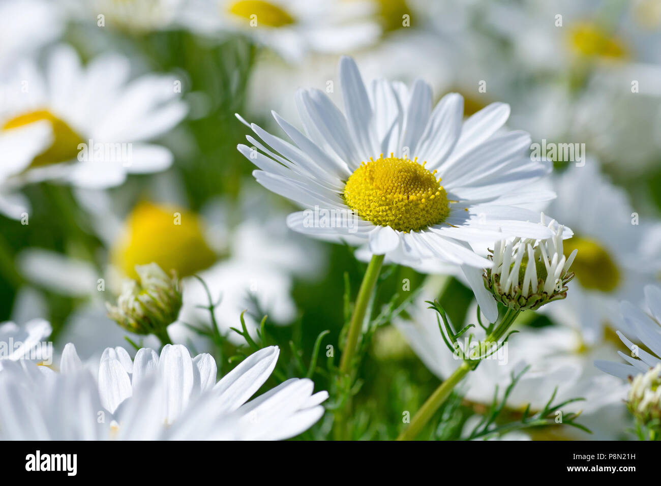 Scentless Mayweed (tripleurospermum inodorum), close up of a single ...