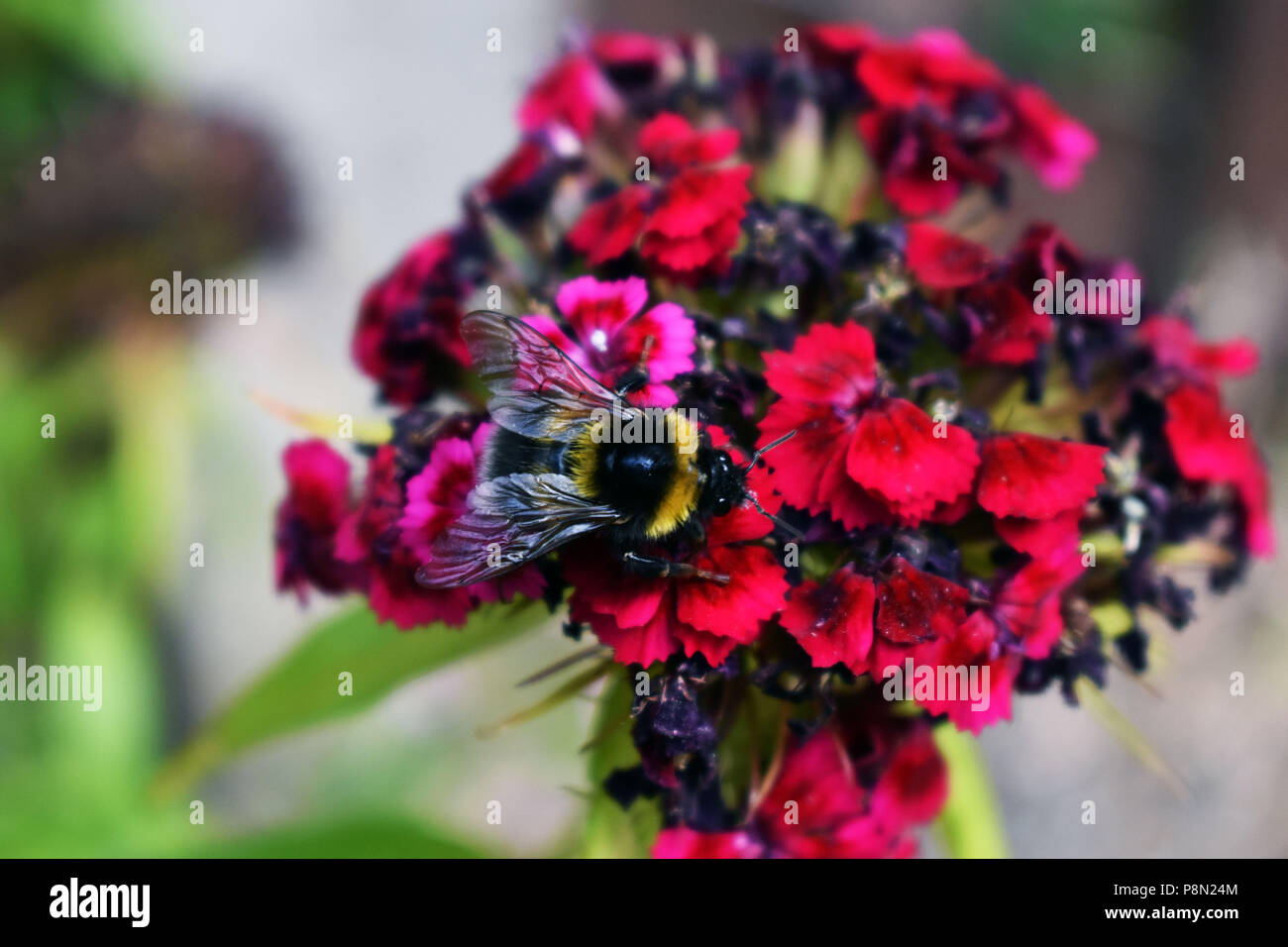 Dslr flower hi-res stock photography and images - Alamy
