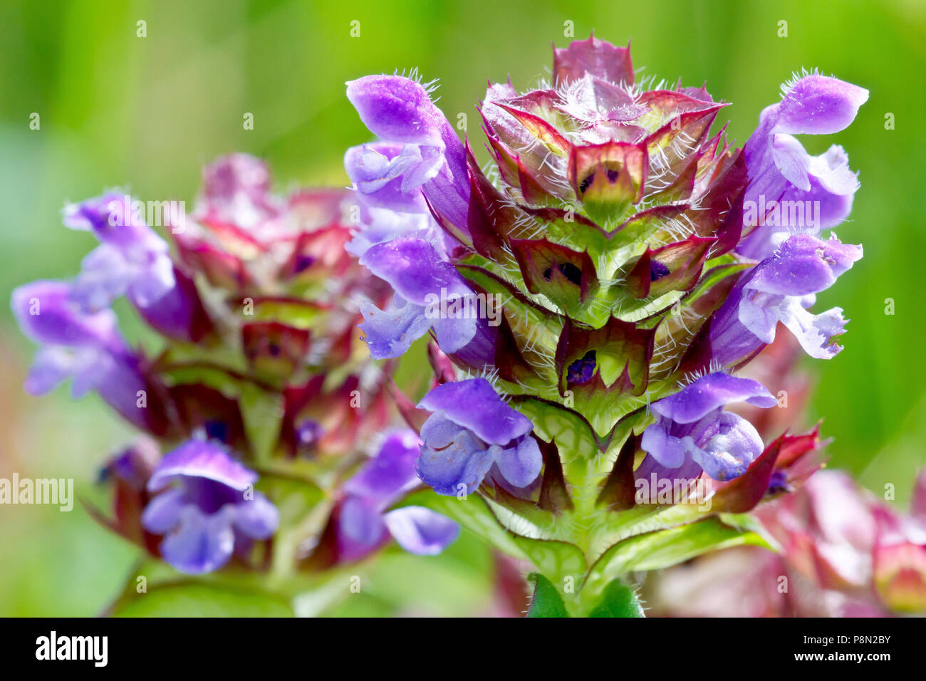 Prunella vulgaris flowers hi-res stock photography and images - Alamy