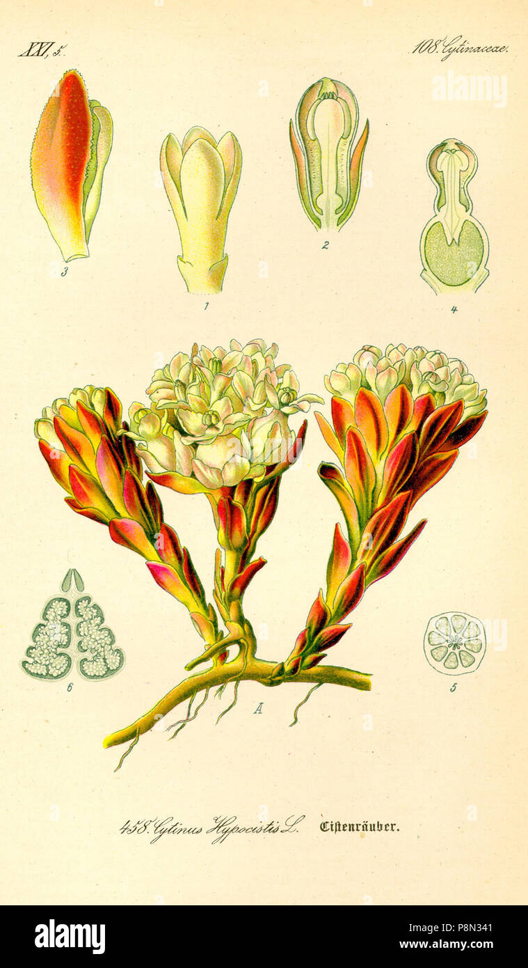 Cytinus hi-res stock photography and images - Alamy