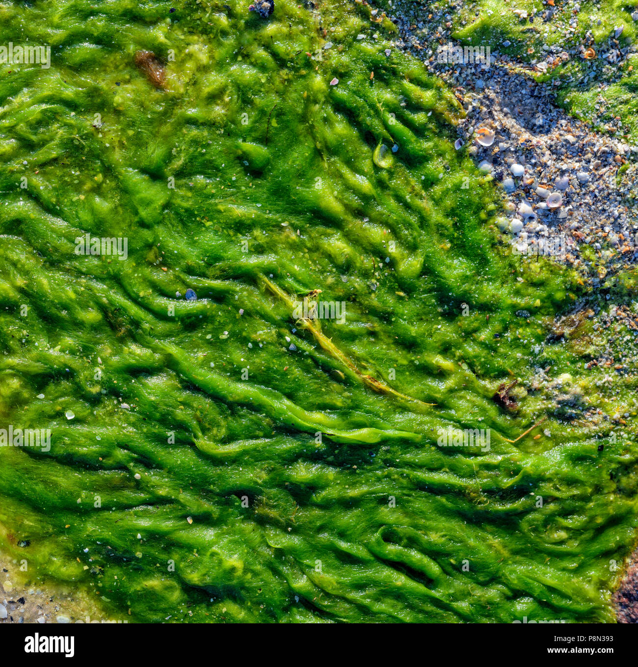 Full of green algae hi-res stock photography and images - Alamy