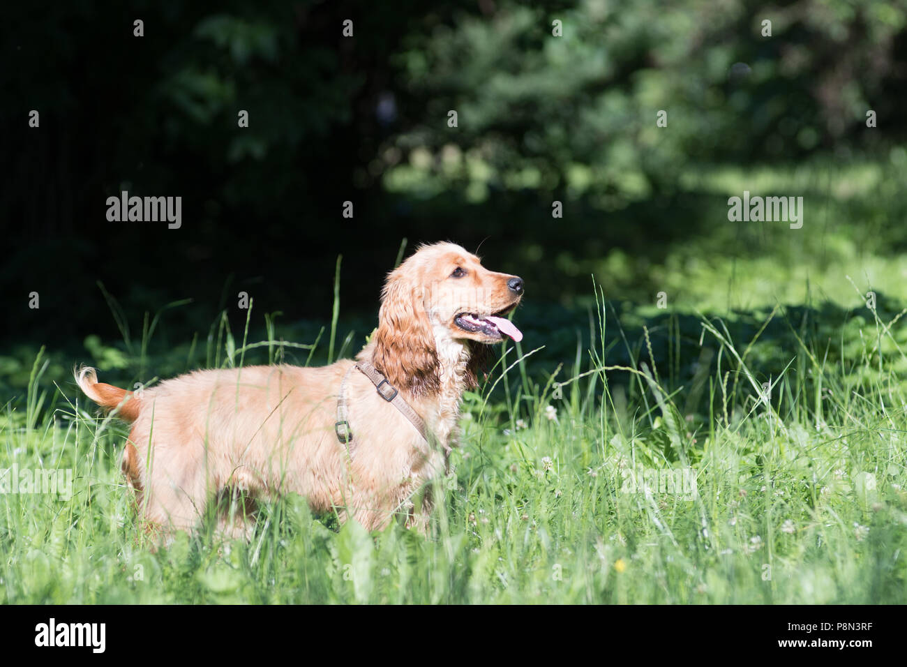 Fluffy cocker spaniel hi-res stock photography and images - Alamy