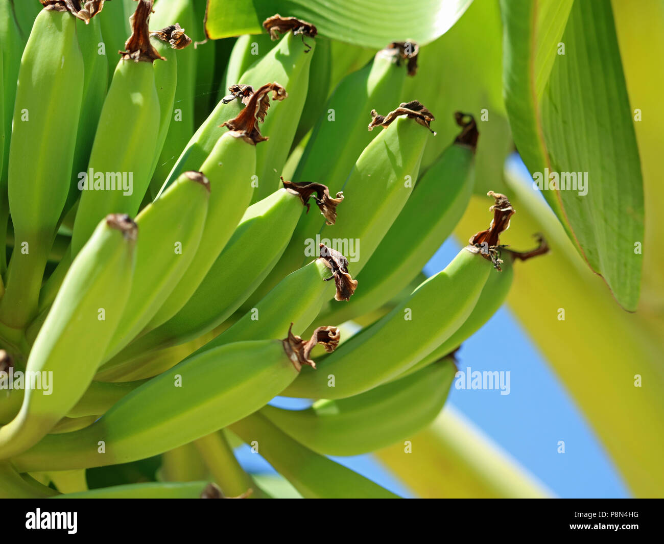 Bananagreen hi-res stock photography and images - Alamy