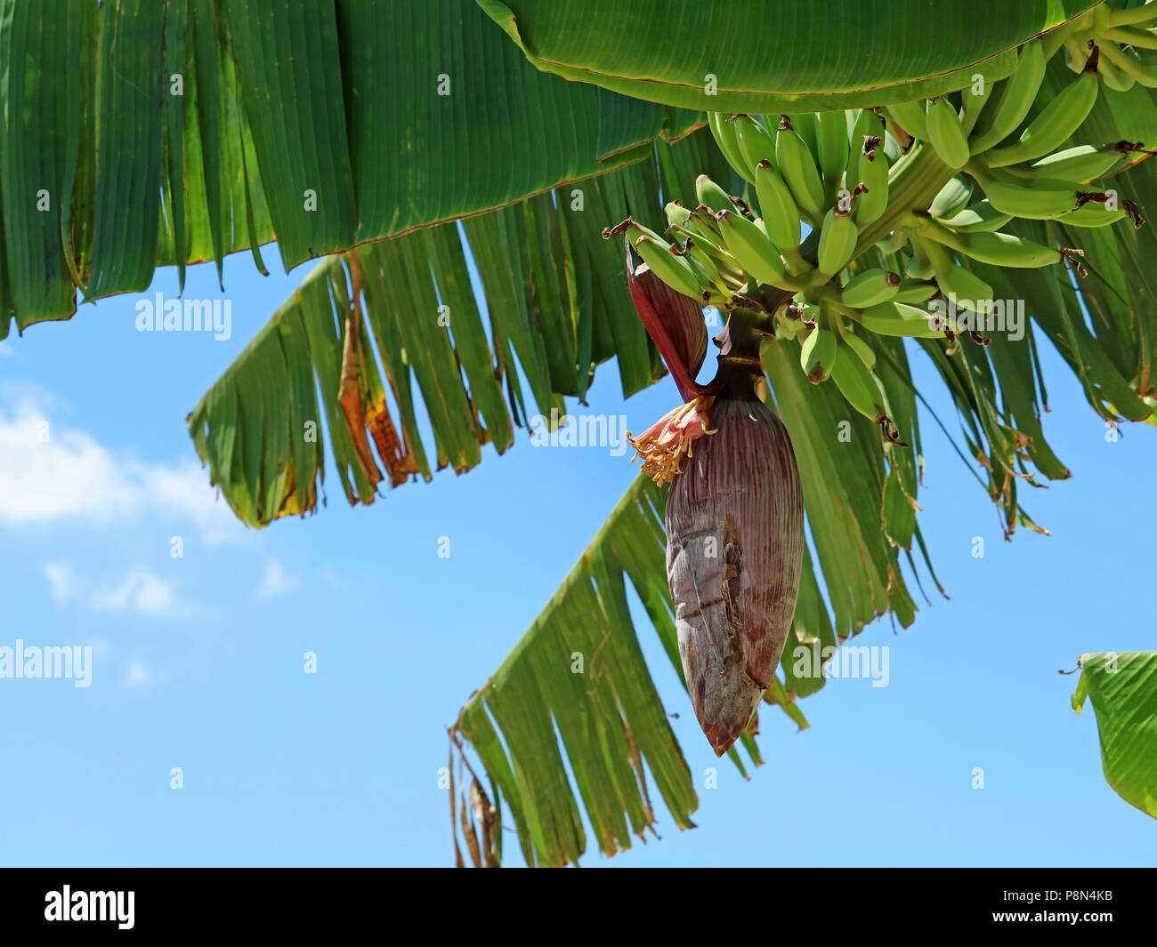 Banana tree fruit cycle hi-res stock photography and images - Alamy