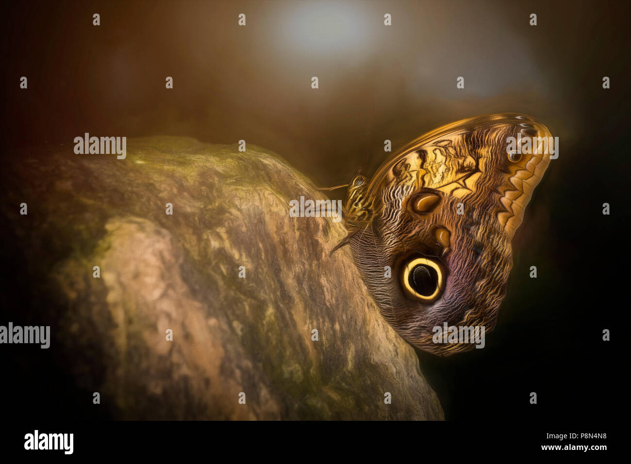 Innocent butterfly hi-res stock photography and images - Alamy