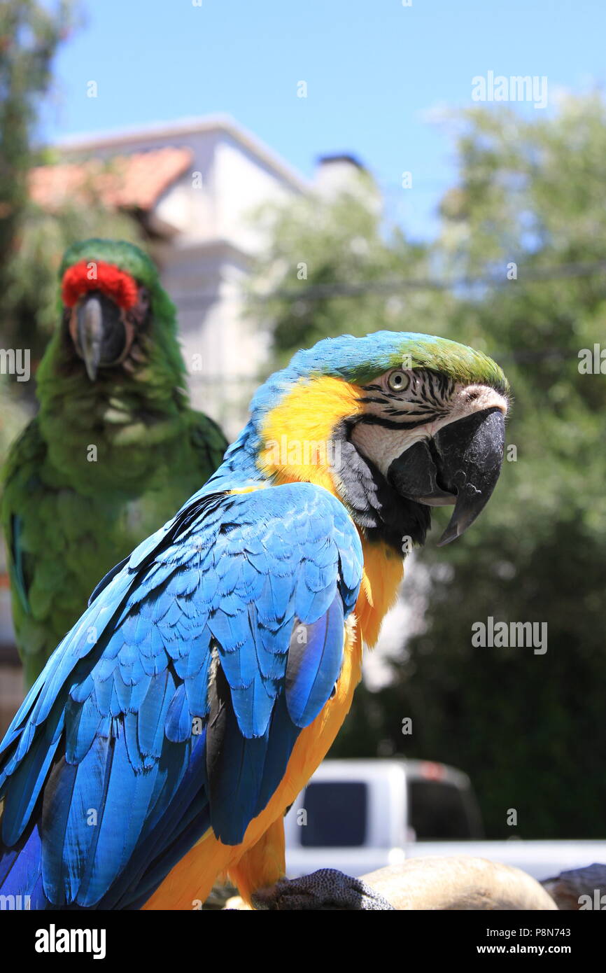 Parrots also known as Psittacines. Pictured here are two Macaw Parrots ...