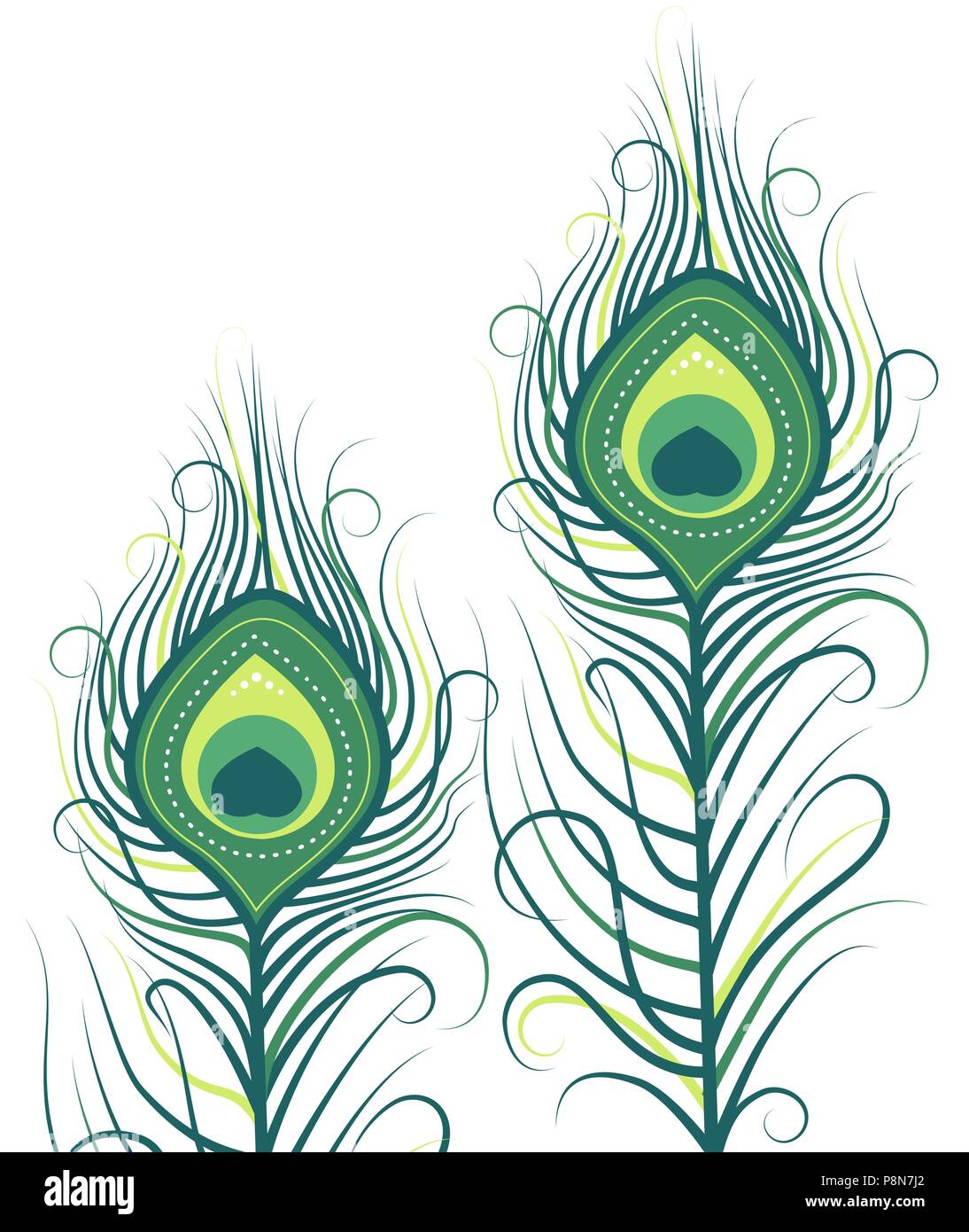 Peacock Feather Illustration