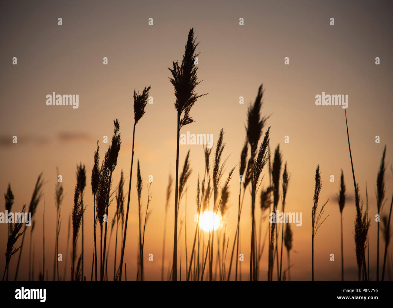 SUNSETS BEHIND MARRAM GRASS, ROCK HARBOR BEACH, ORLEANS, CAPE COD, MA ...