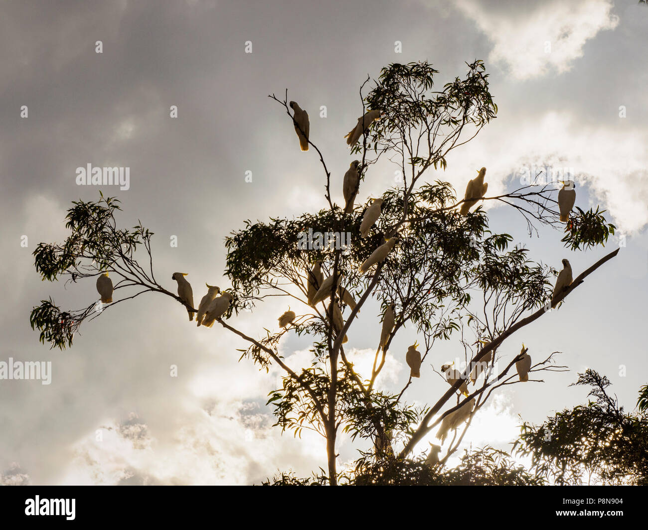 Cockatoos in tree Stock Photo - Alamy