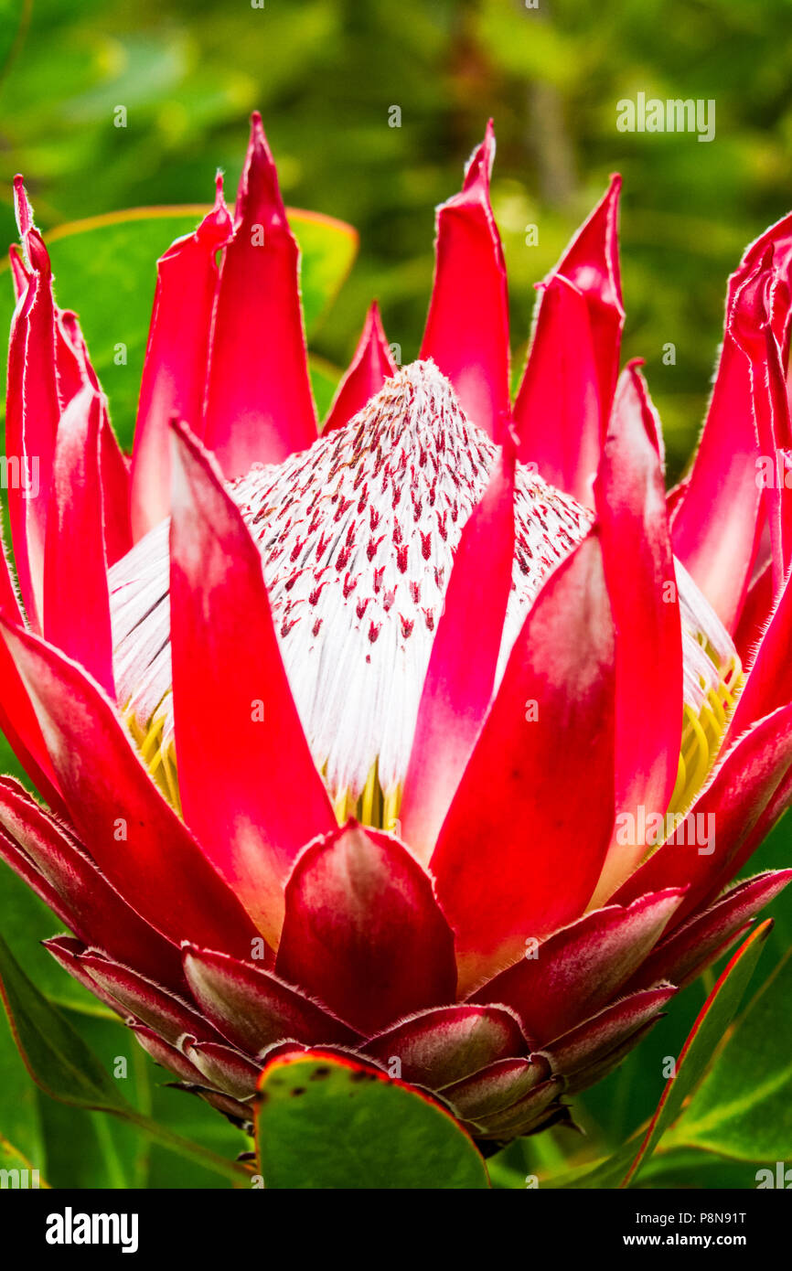 Protea flower maui hawaii hi-res stock photography and images - Alamy