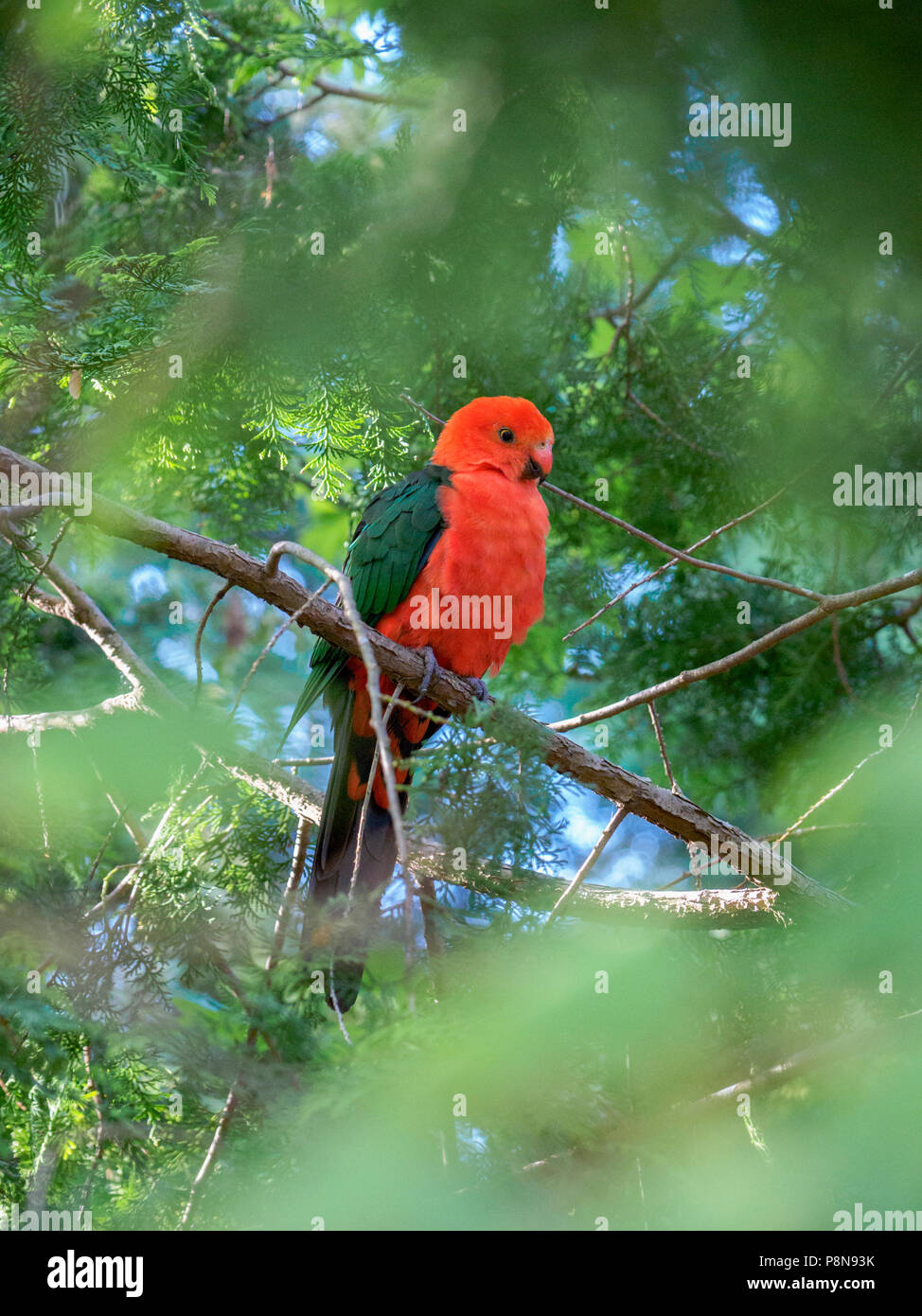 King parrot in tree Stock Photo - Alamy