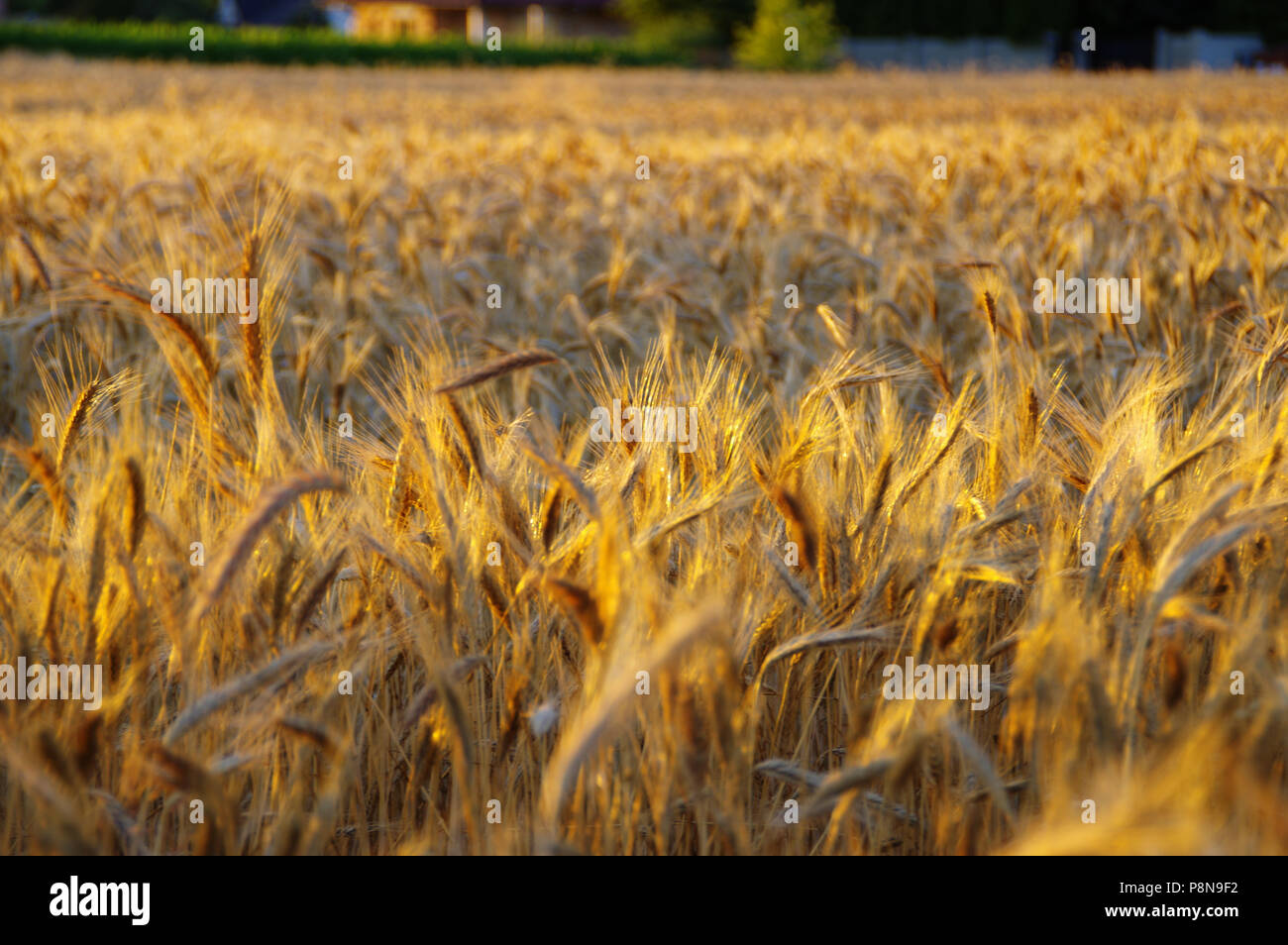 Landscape of golden field on sunset. Grain ready for harvest Stock ...