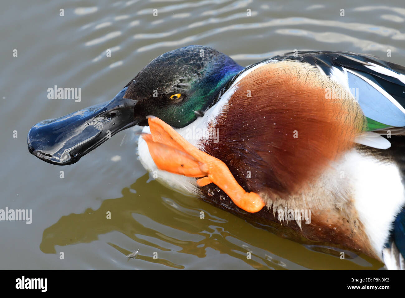 Shoveler duck hi-res stock photography and images - Alamy