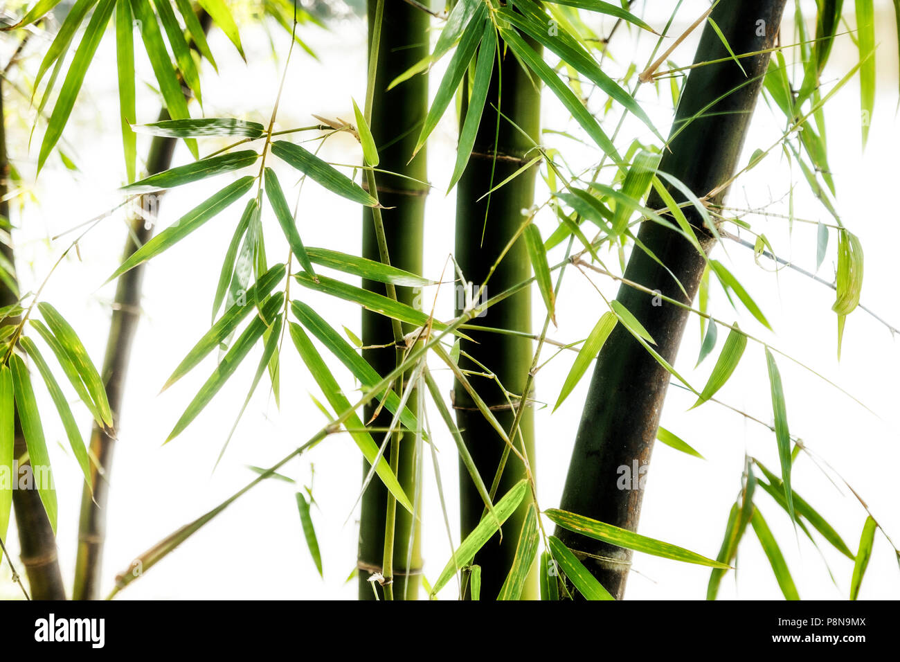 Bamboo outdoors hi-res stock photography and images - Alamy