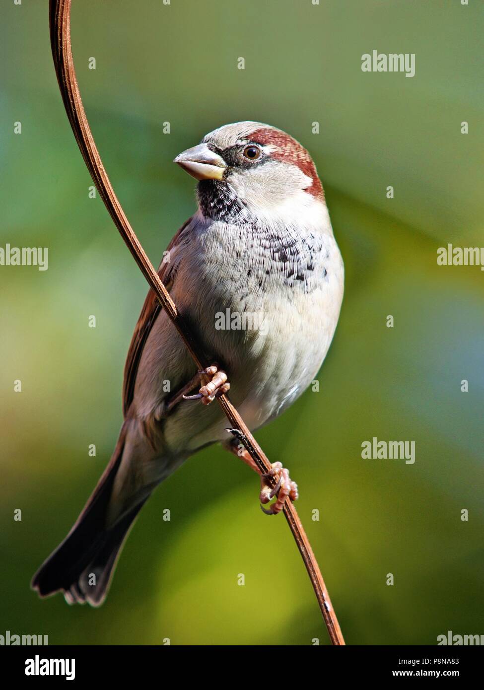 A little male house sparrow balances himself carefully on a grape vine ...