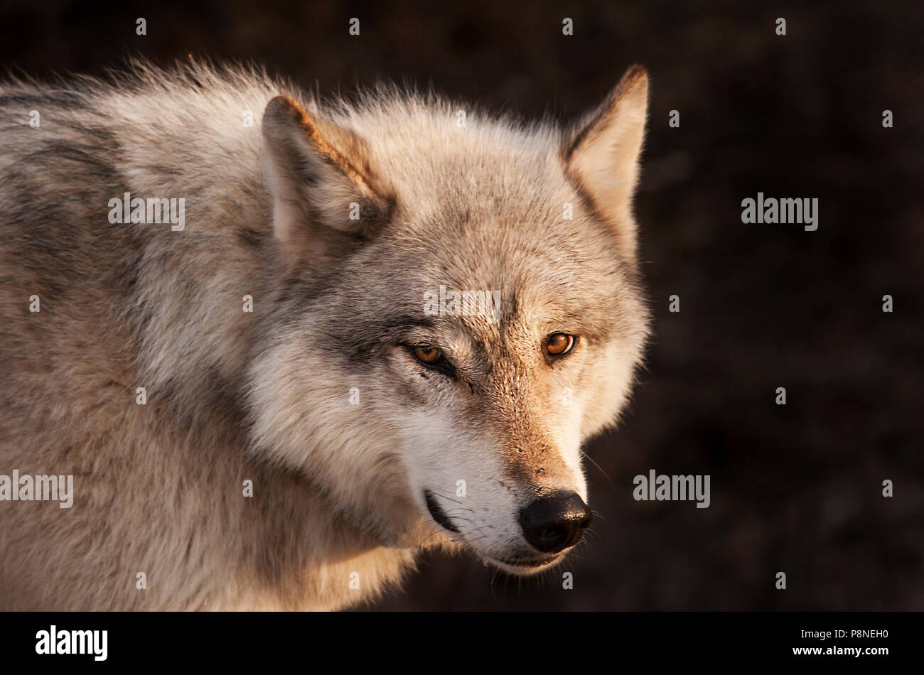 Wolf conservation hi-res stock photography and images - Alamy