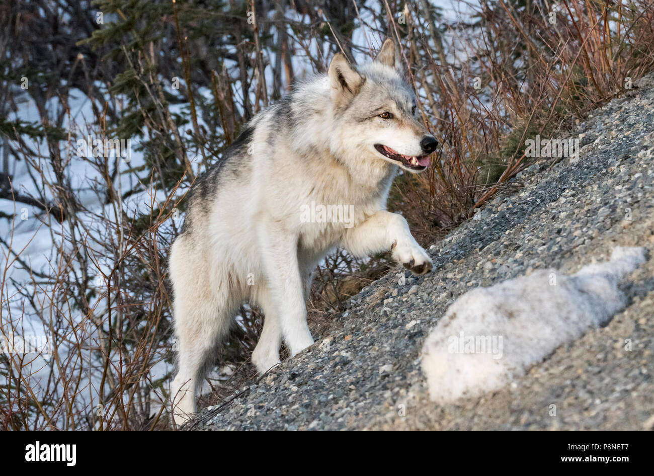Wolf range hi-res stock photography and images - Alamy